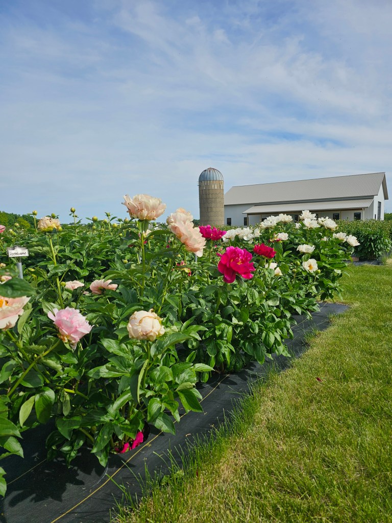 Silo Ridge Peony Farm – Adventures with Sota Mama