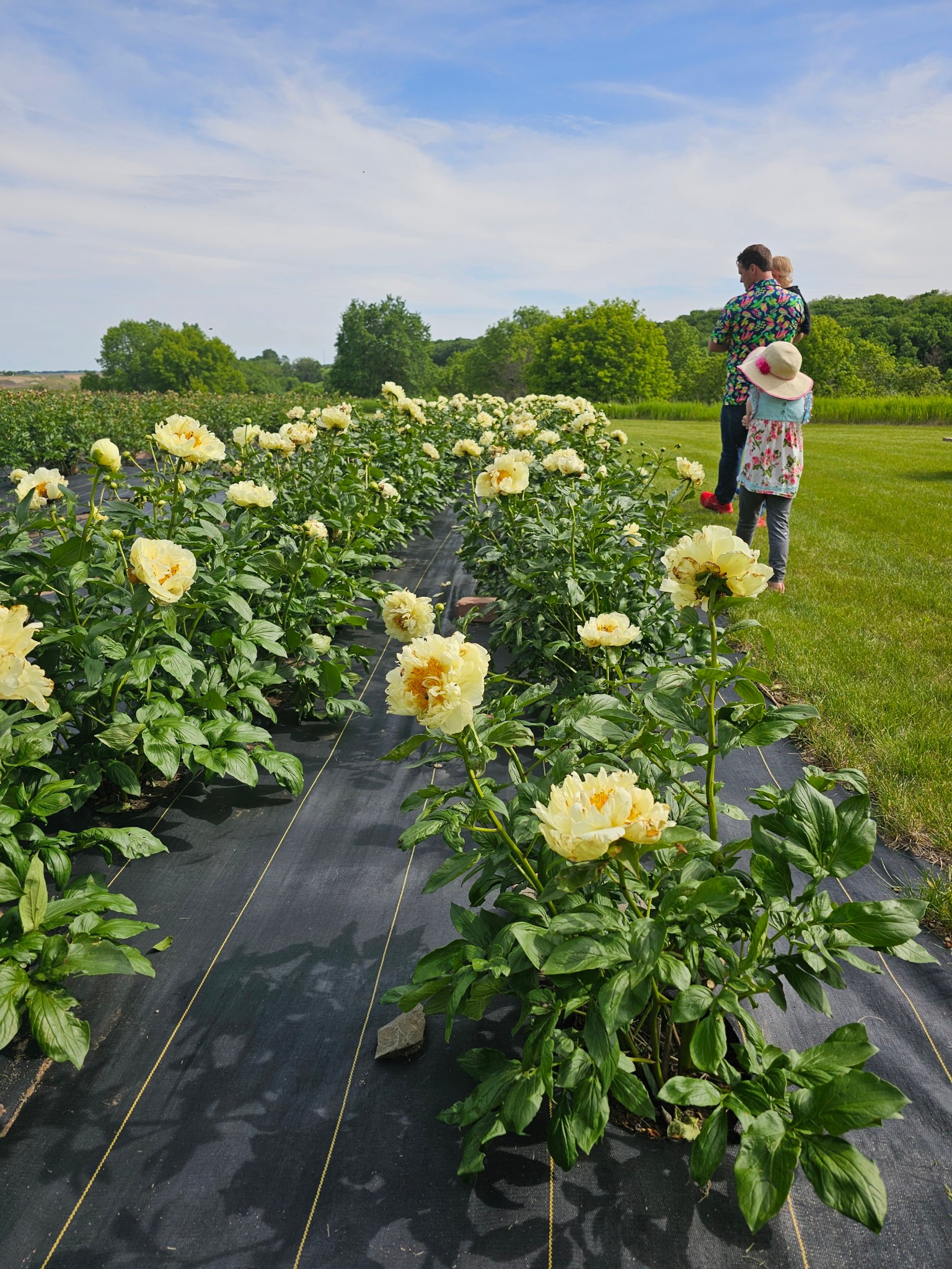 Silo Ridge Peony Farm – Adventures with Sota Mama